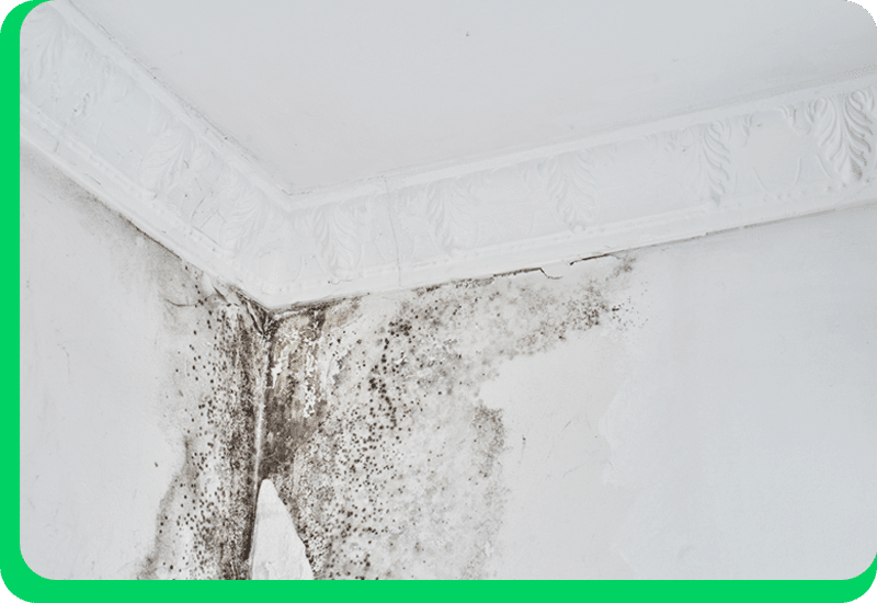 Deumidificazione Muri: elimina muffa e umidità coi professionisti